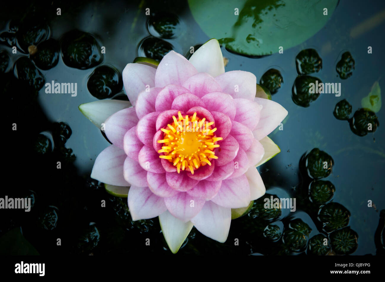 Lili flower hi-res stock photography and images - Alamy