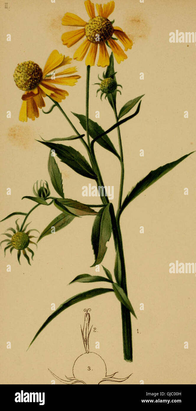 'The Native Flowers and Ferns of the United States' (1879) is a ...