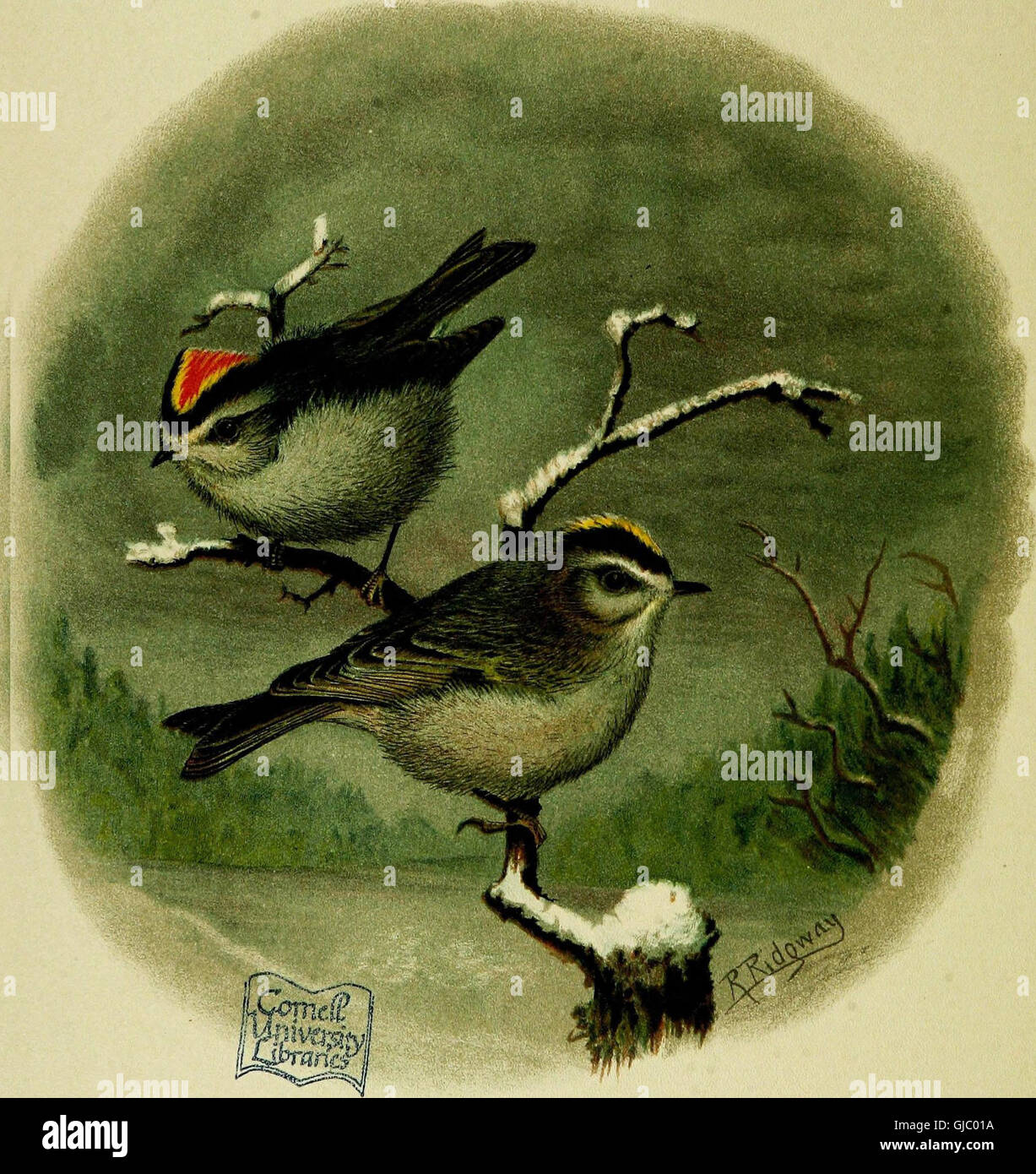 'Our Native Birds of Song and Beauty' provides a comprehensive guide to ...