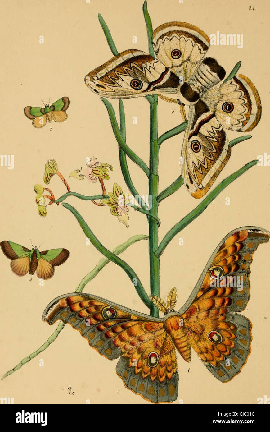 A collection focused on rare and beautiful insects from India and ...