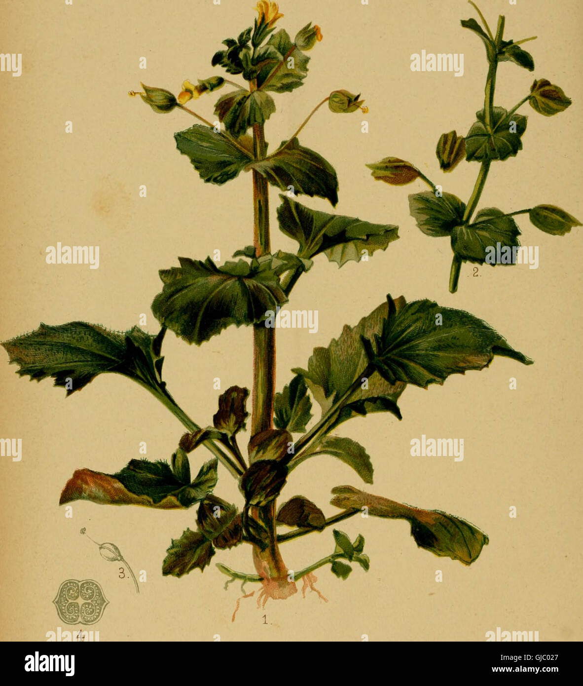 'The Native Flowers and Ferns of the United States' (1879) is a ...