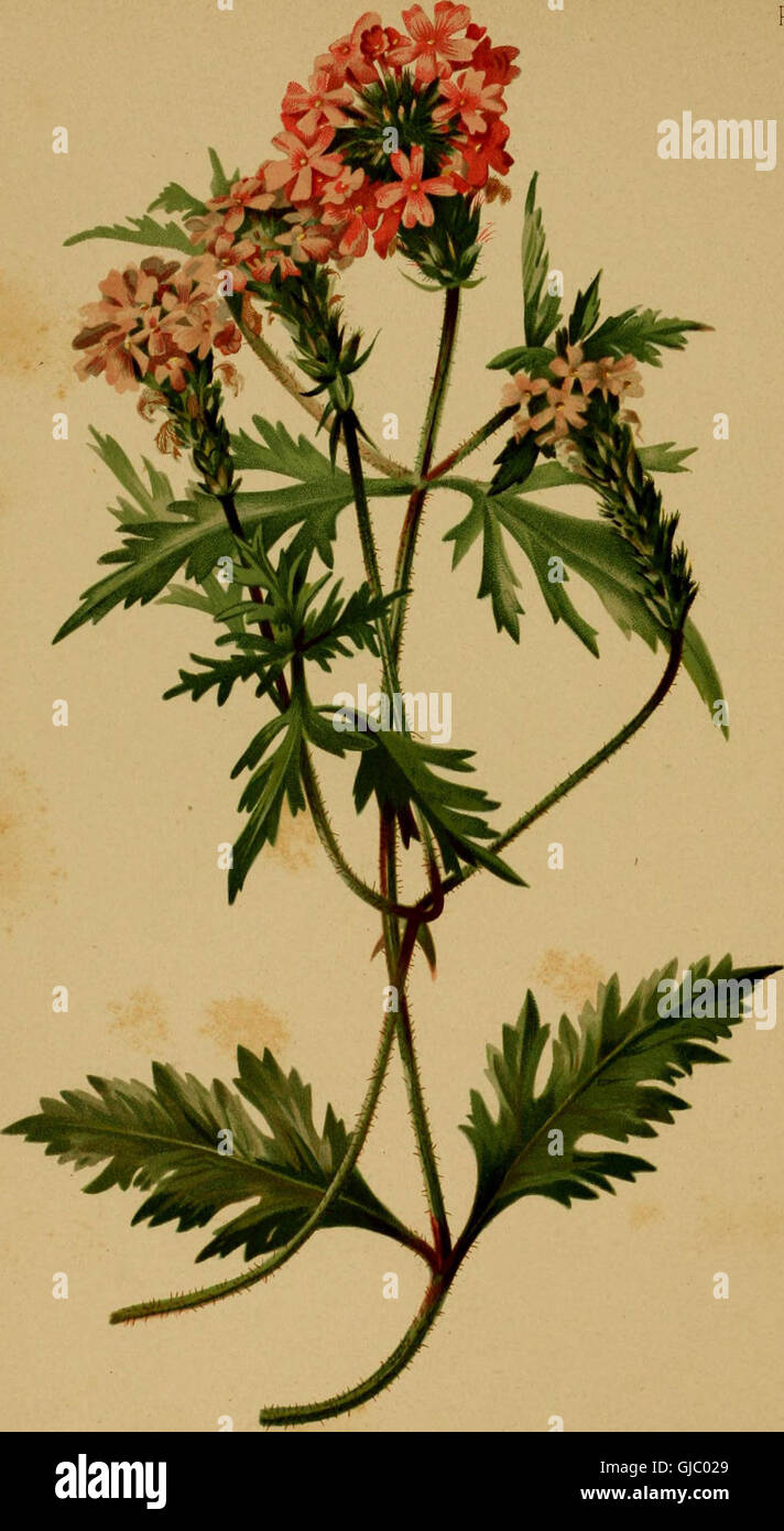 A 1879 work documenting the native flowers and ferns of the United ...