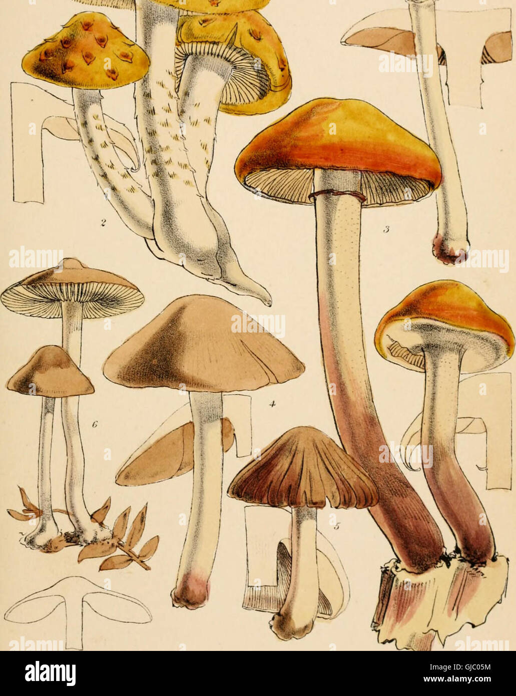 This 1860 work provides detailed descriptions of over a thousand fungi ...