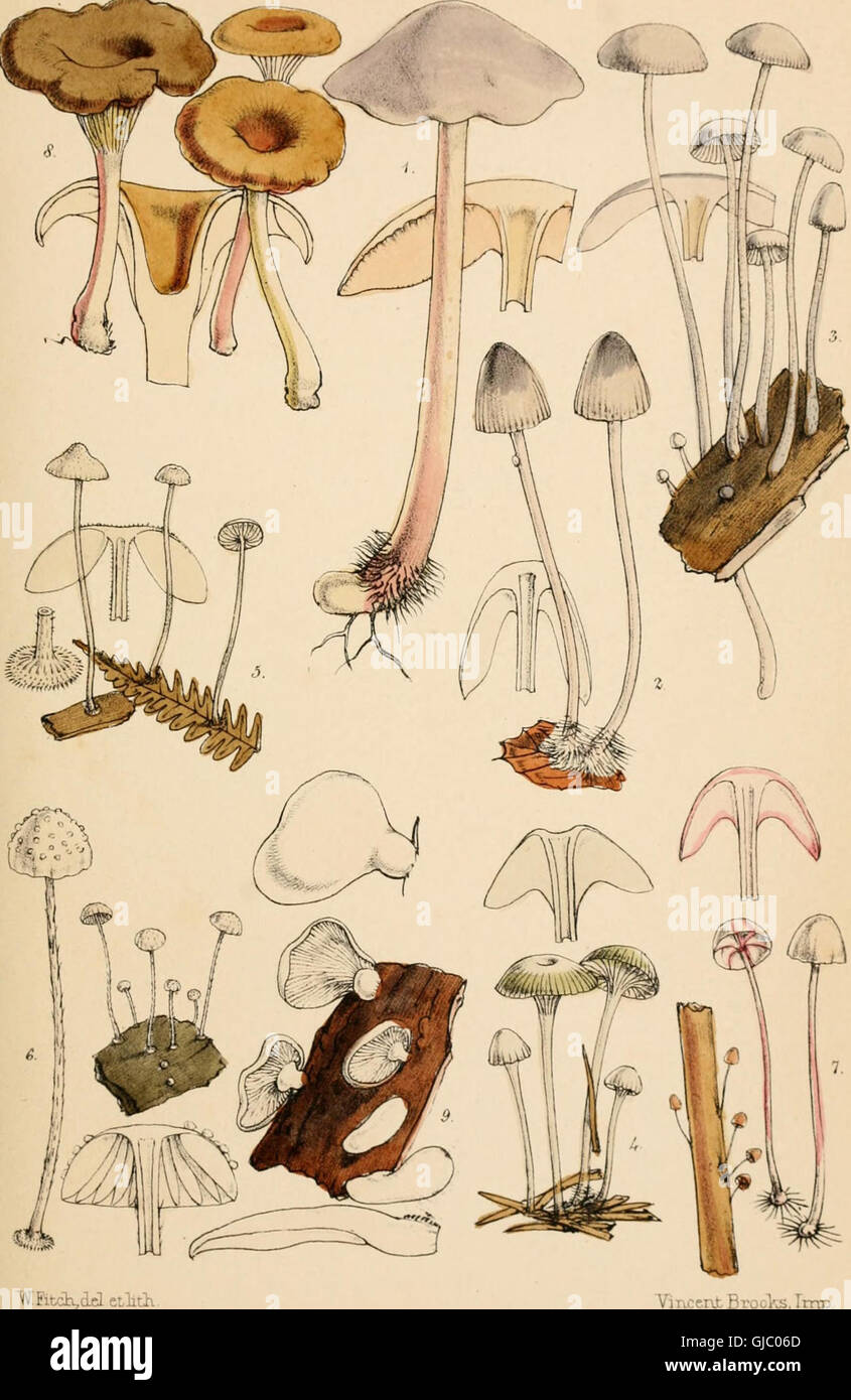 This 1860 work provides an outline of British fungi, listing over 1,000 ...