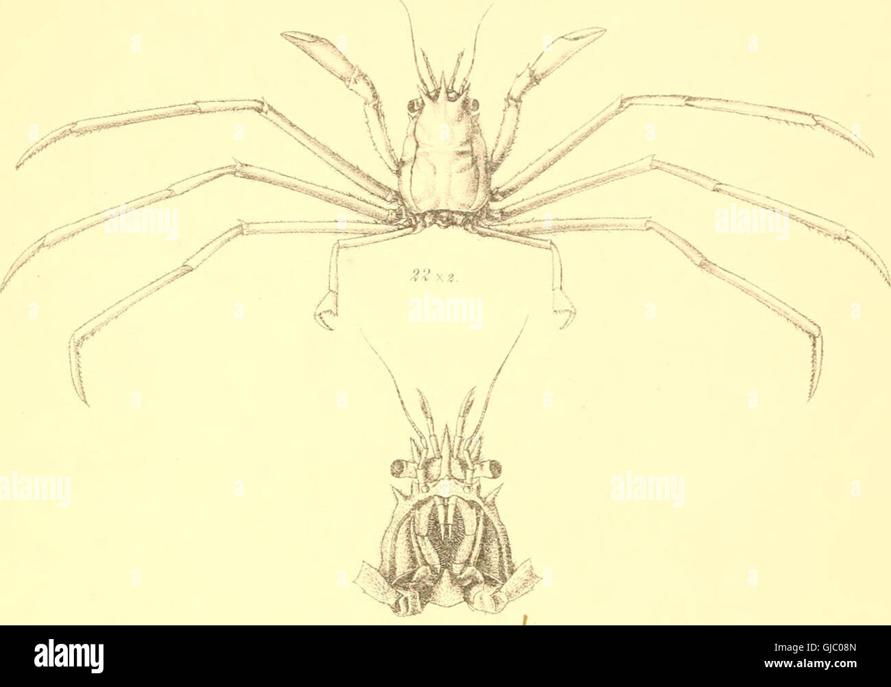 The 'Catalogue of the Indian Decapod Crustacea' (1901-) provides a ...