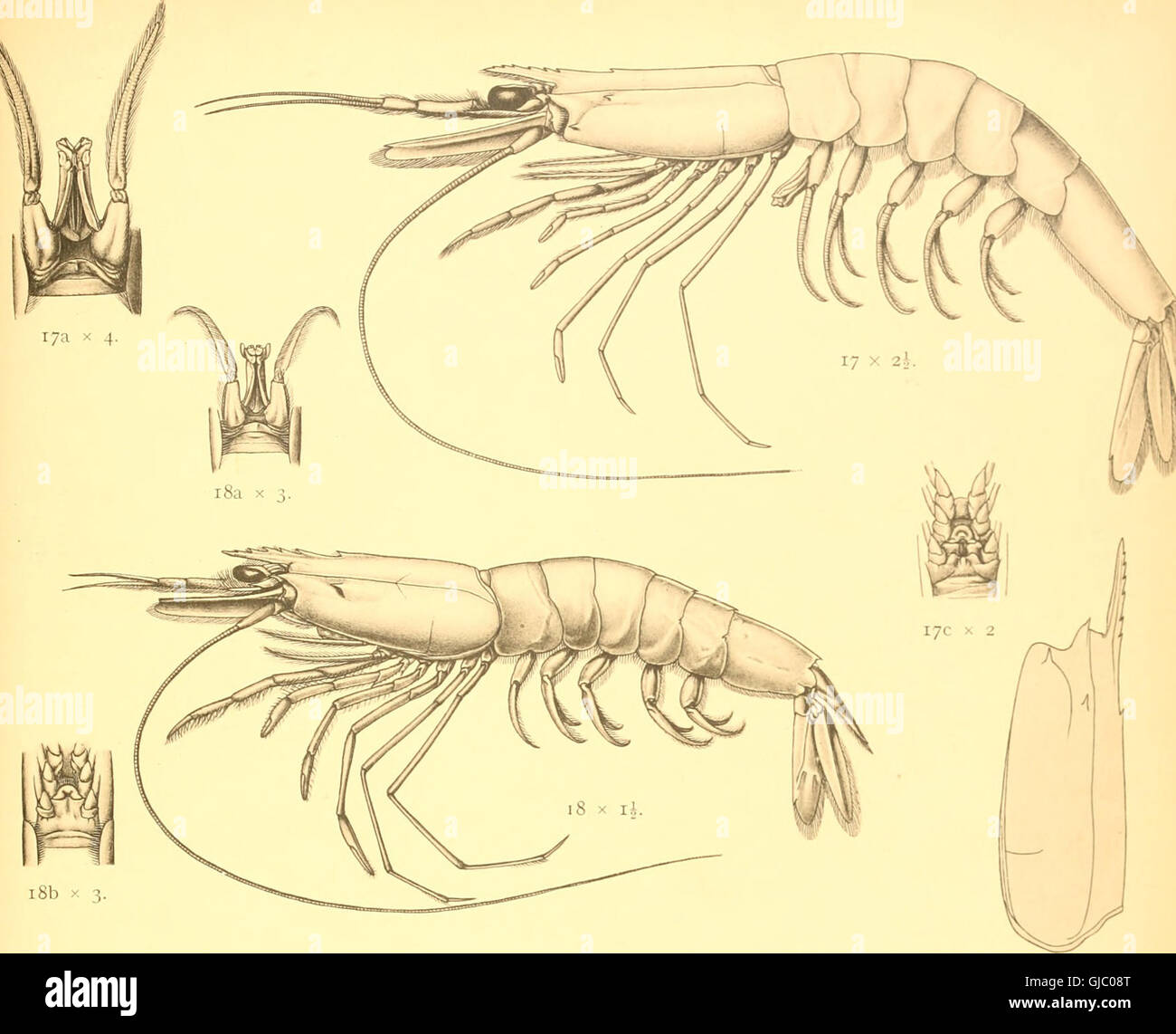 Catalogue indian decapod crustacea in hi-res stock photography and ...