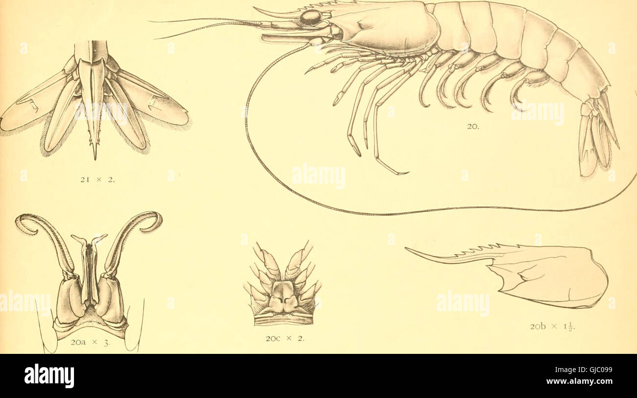 This catalogue, first published in 1901, documents the decapod ...