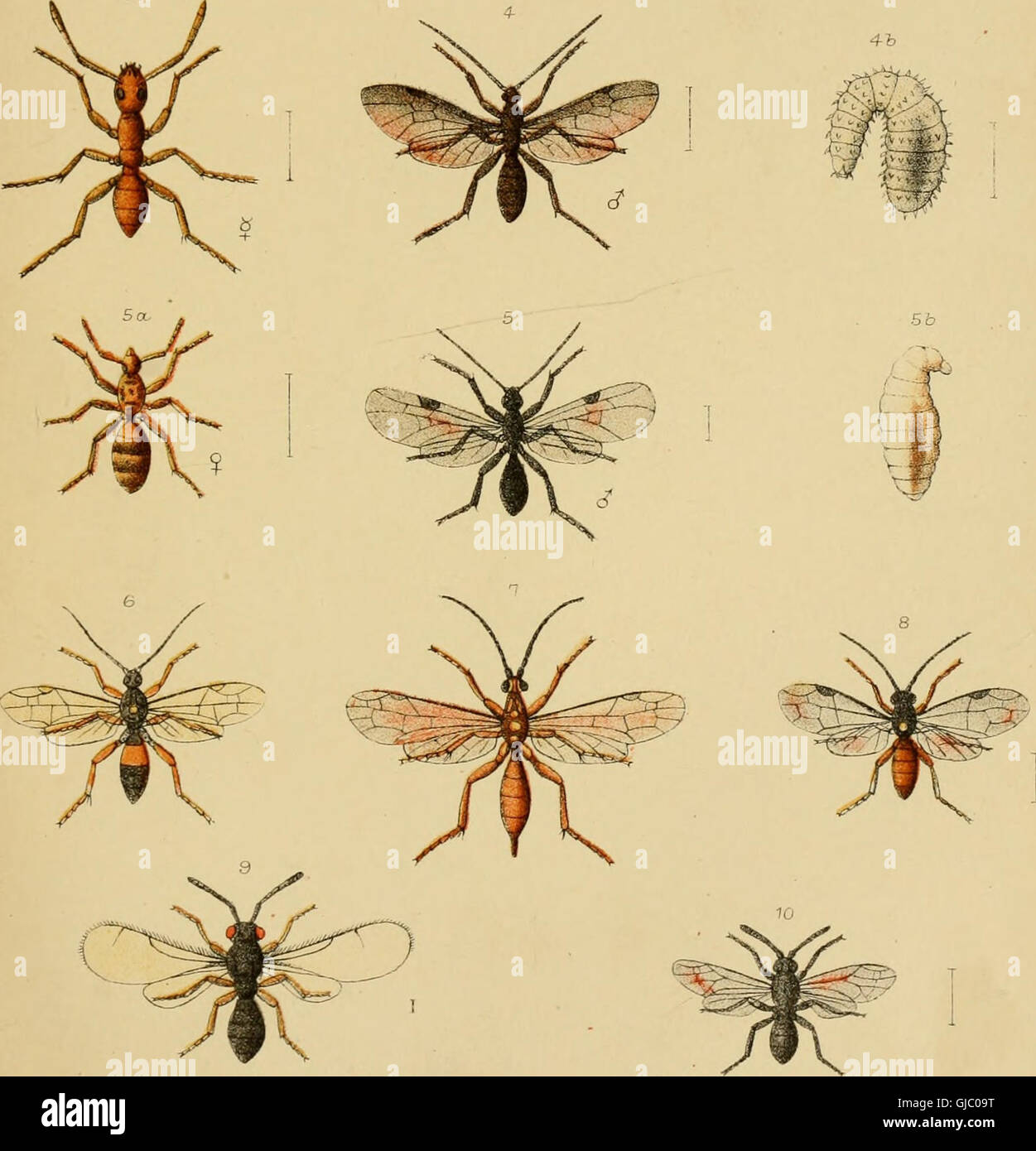 This 1892 manual introduces the study of New Zealand's native insects ...