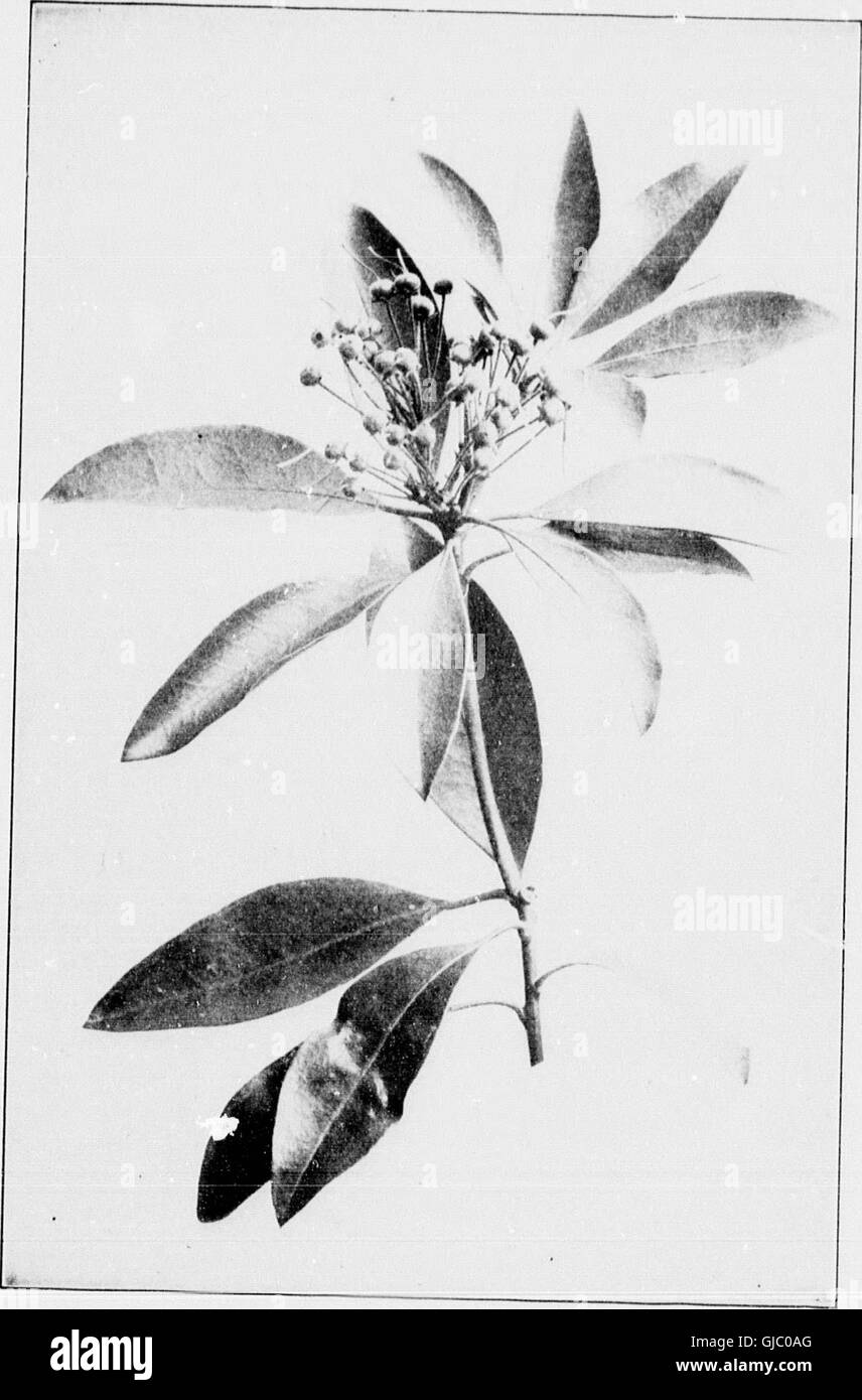 This work offers a detailed guide on identifying native tree species ...