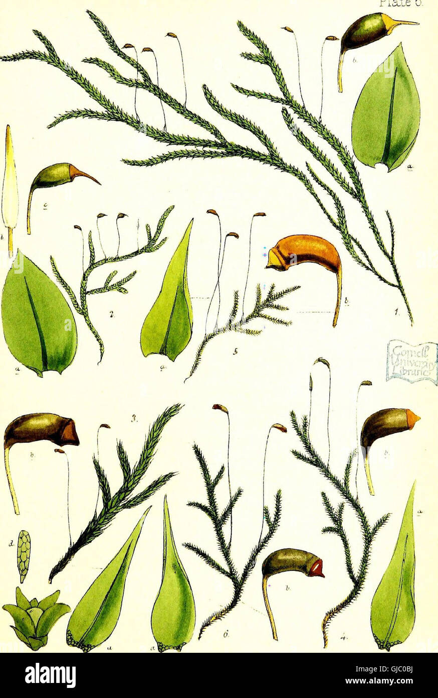 A 1863 guide detailing the various species of mosses native to the ...