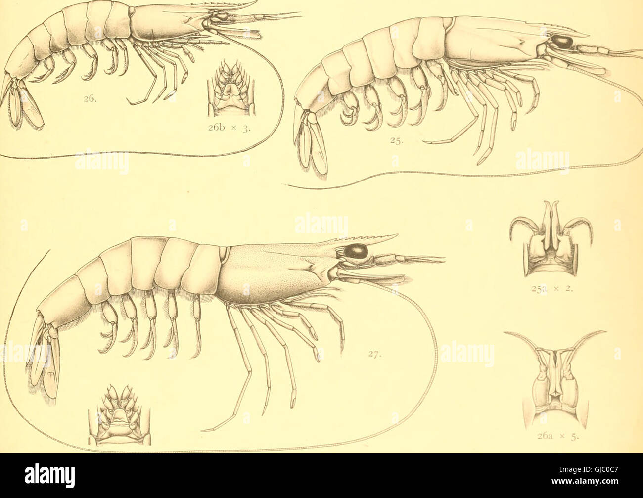 Catalogue indian decapod crustacea in hi-res stock photography and ...