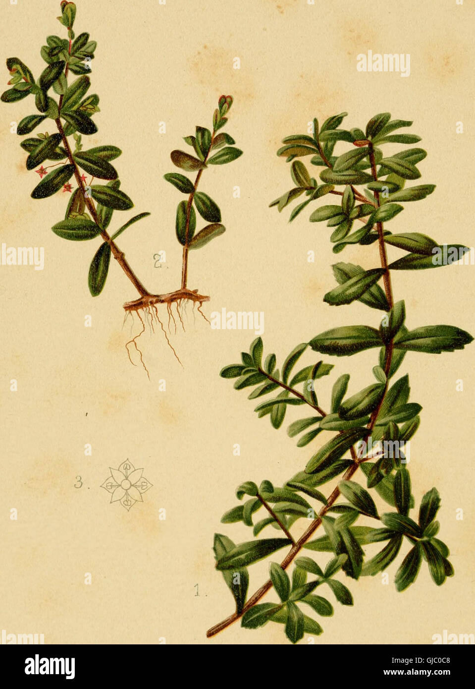 The native flowers and ferns of the United States in their botanical ...