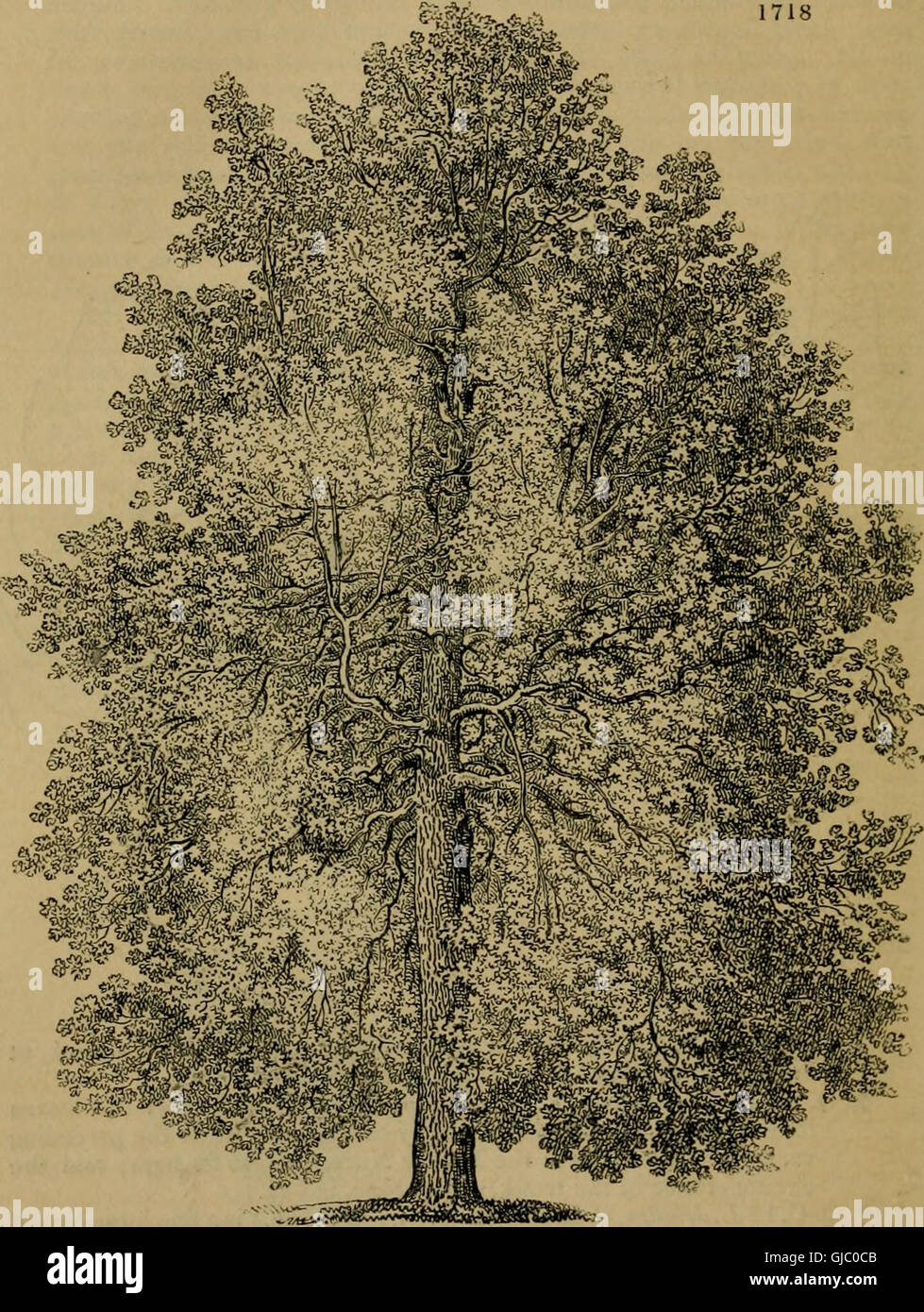 This botanical work provides a detailed description and illustrations ...