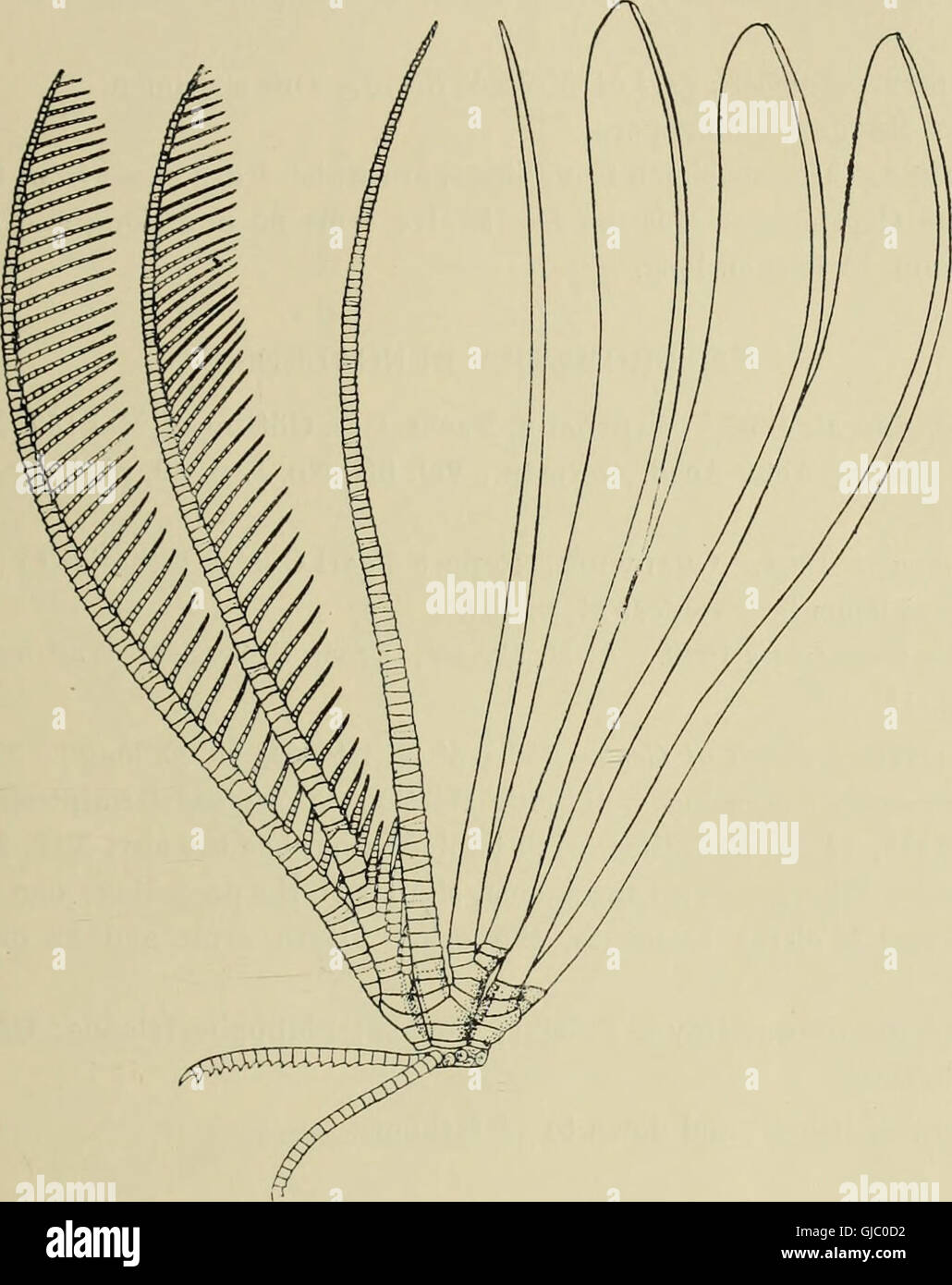 This 1912 publication catalogues the echinoderms (marine invertebrates ...
