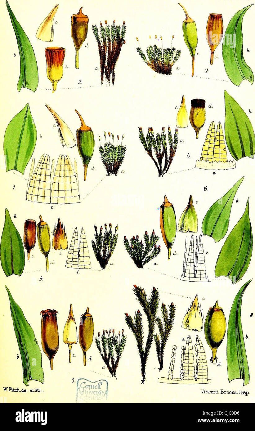 The 'Handbook of British Mosses' (1863) provides a comprehensive ...