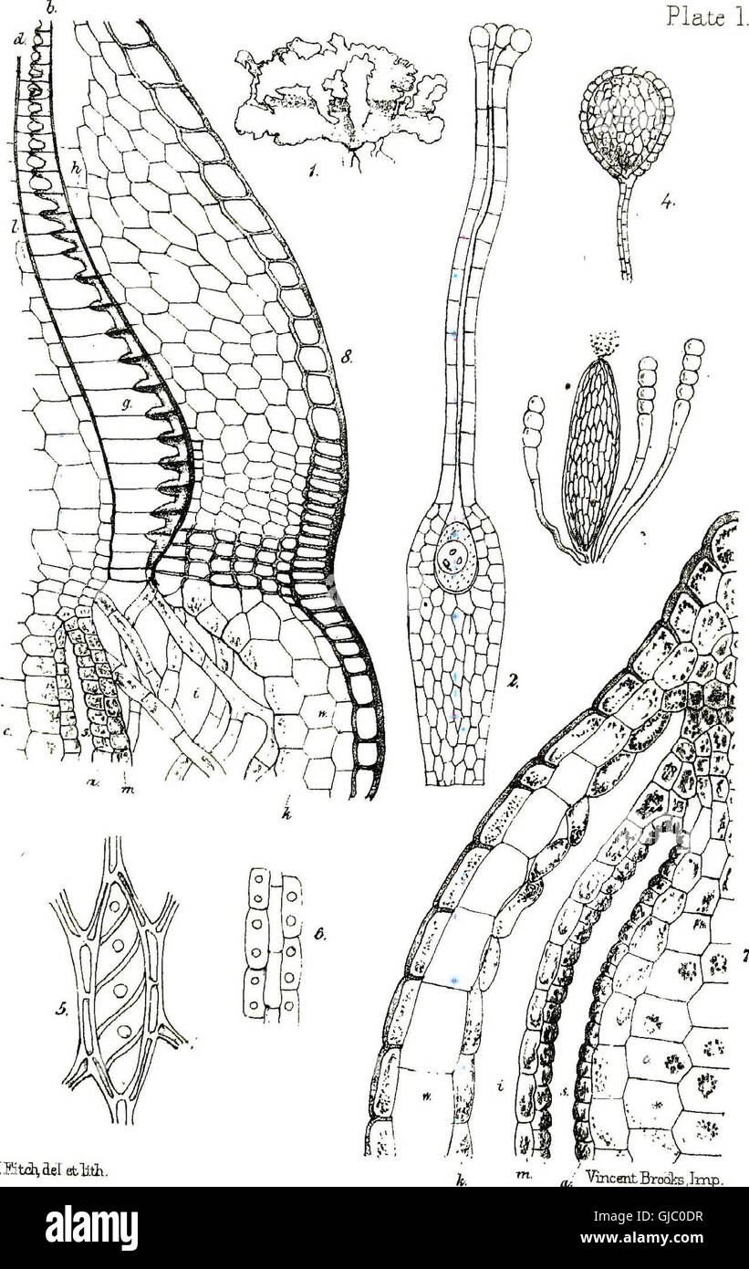 This 1863 handbook provides a detailed guide to the moss species native ...