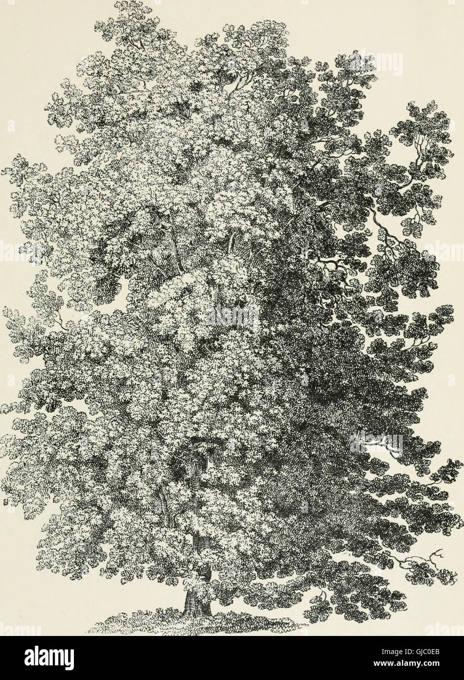 A detailed work on the trees and shrubs of Britain, both native and ...
