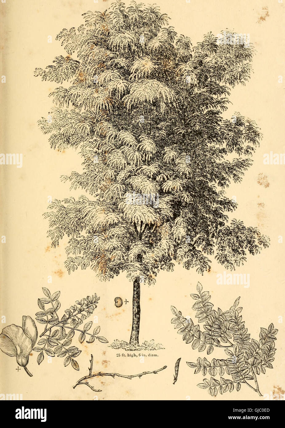 This comprehensive work details the native and foreign trees and shrubs ...