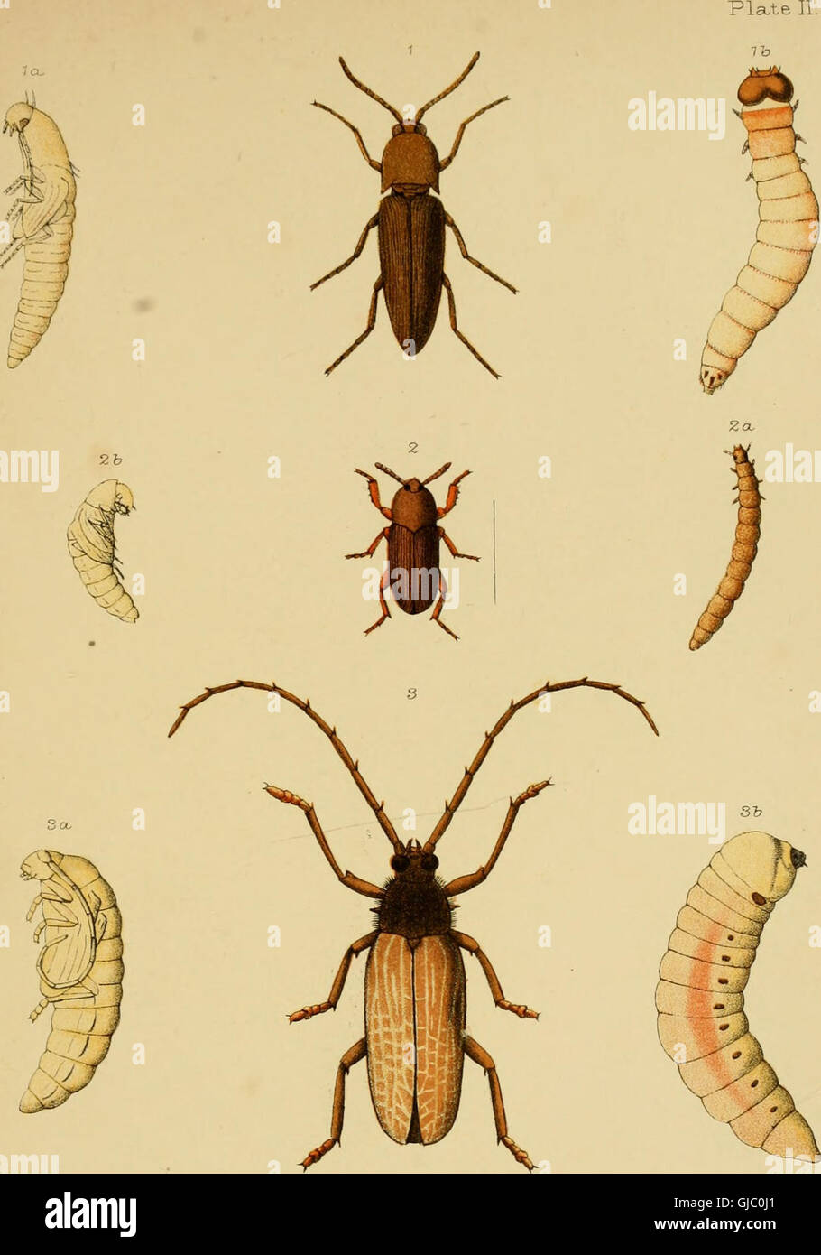This 1892 manual introduces the study of New Zealand’s native insects ...