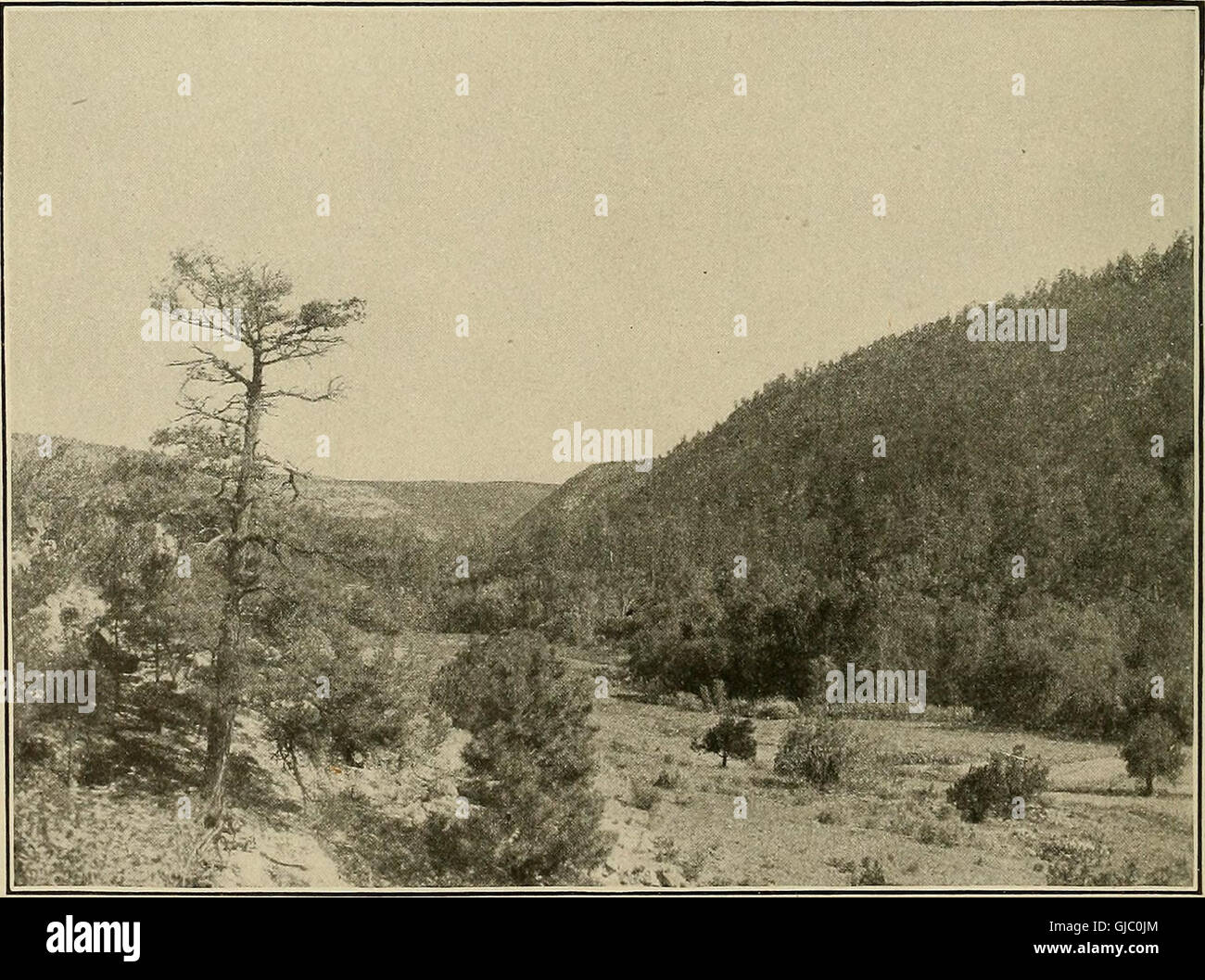 Ethnobotany of the Tewa Indians (1916 Stock Photo - Alamy