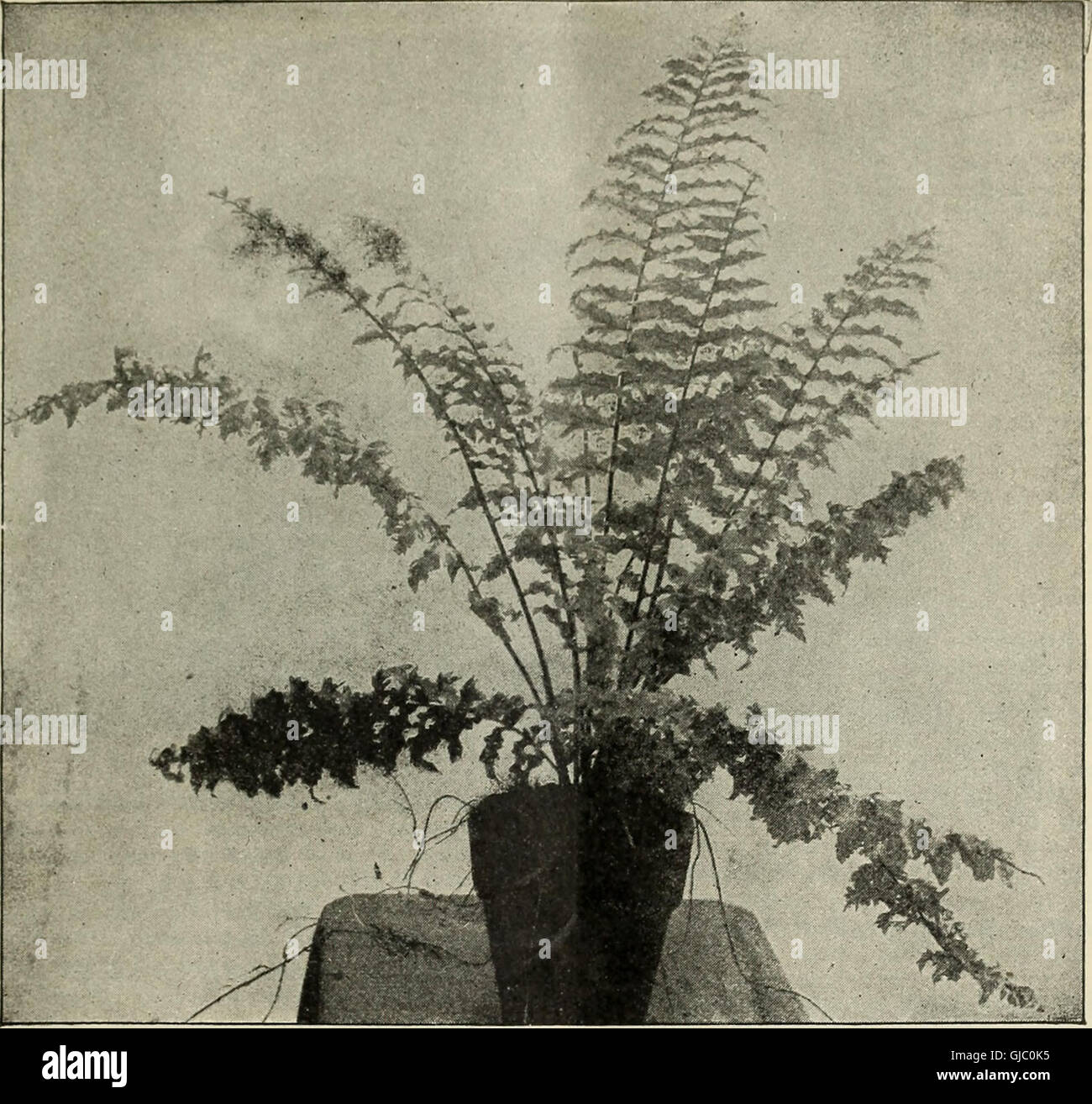 'Native and Exotic Plants, Trees and Shrubs' (1901) provides ...