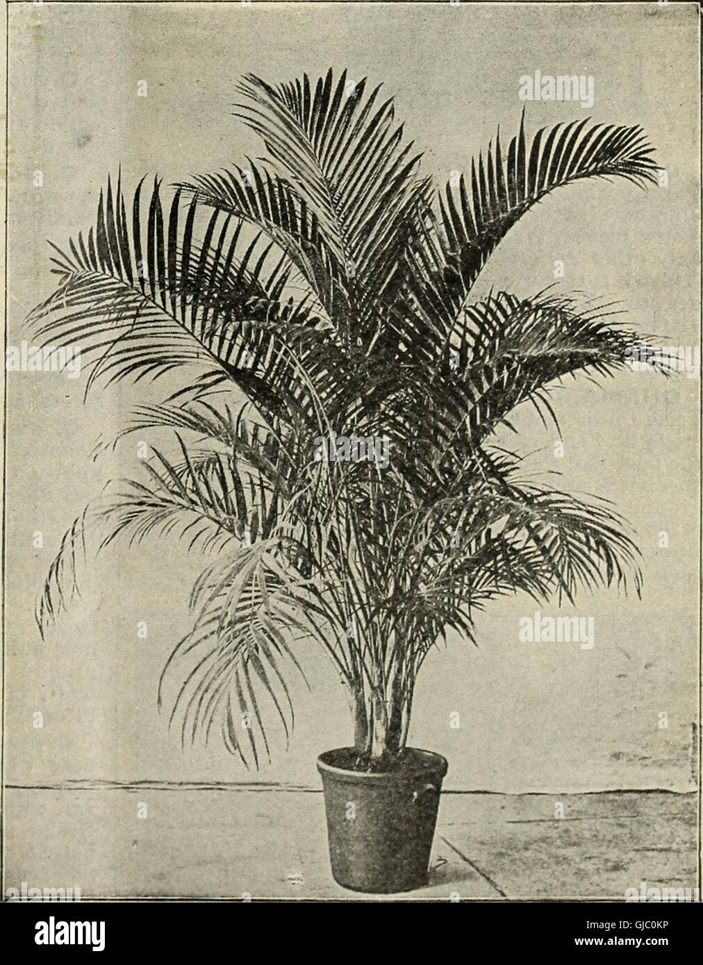 'Native and Exotic Plants, Trees, and Shrubs' (1901) is a botanical ...