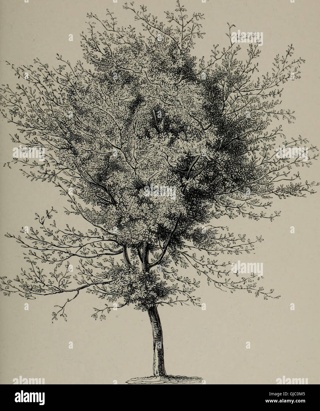 'Arboretum et Fruticetum Britannicum' offers a comprehensive guide to ...