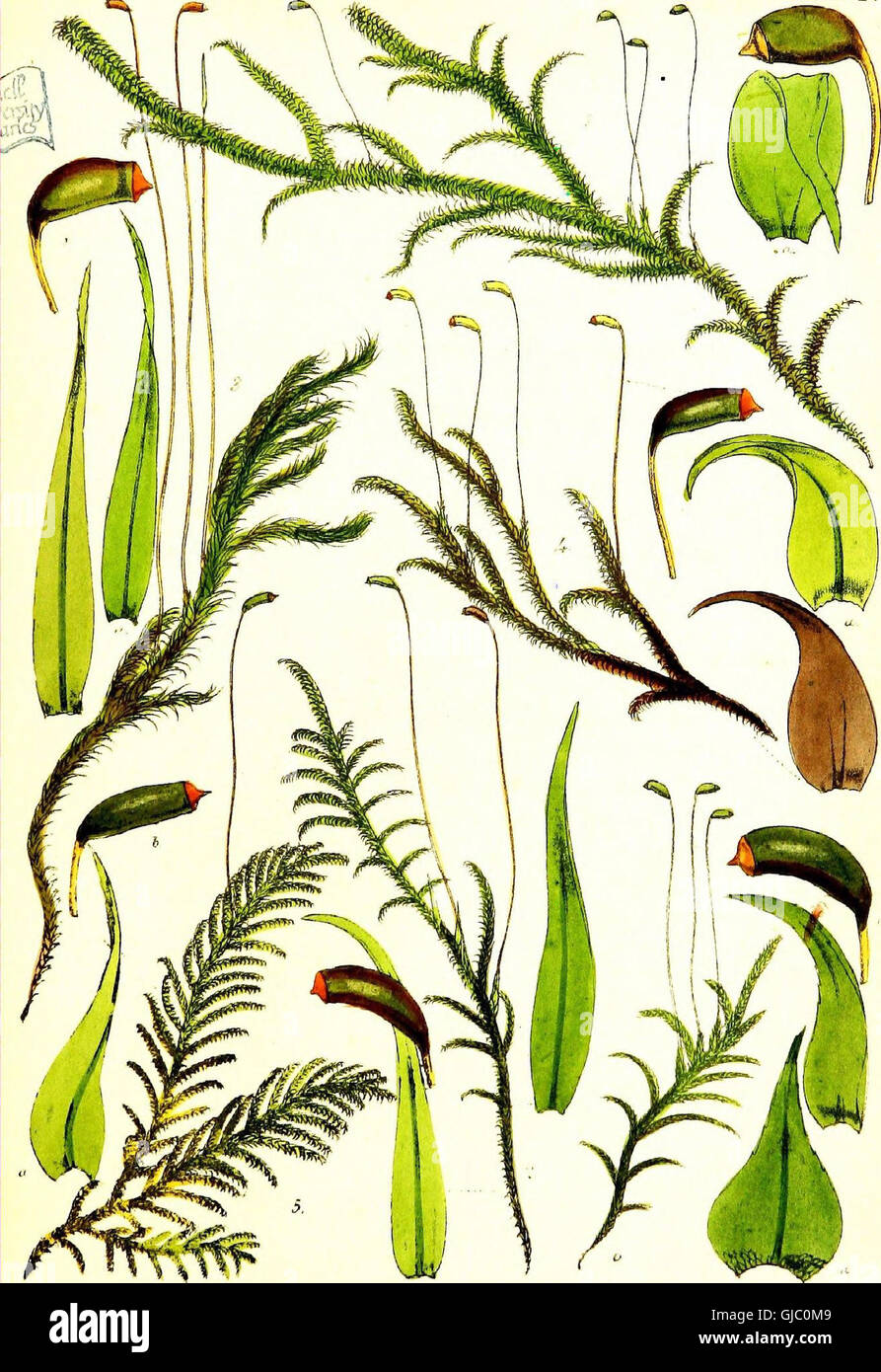 The Handbook of British Mosses (1863) provides comprehensive ...