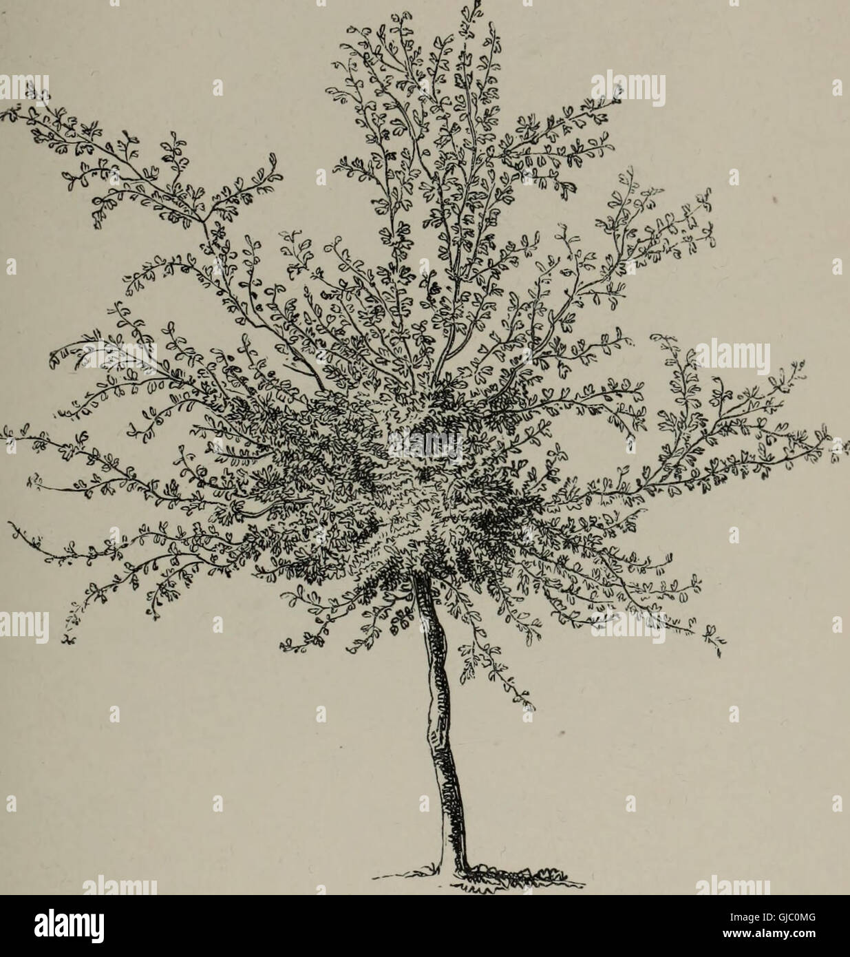 A botanical work detailing the trees and shrubs of Britain, both native ...