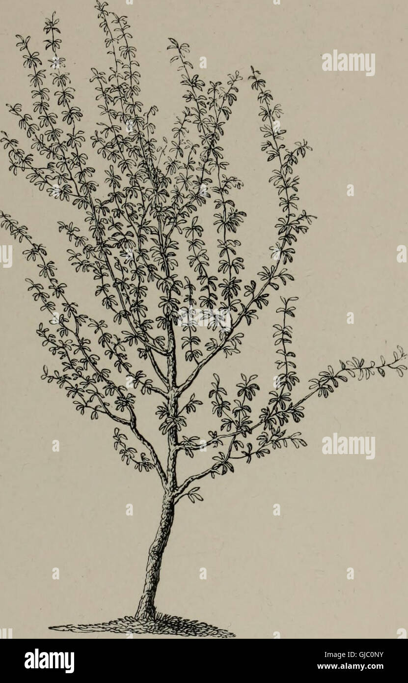 This work details the trees and shrubs of Britain, both native and ...