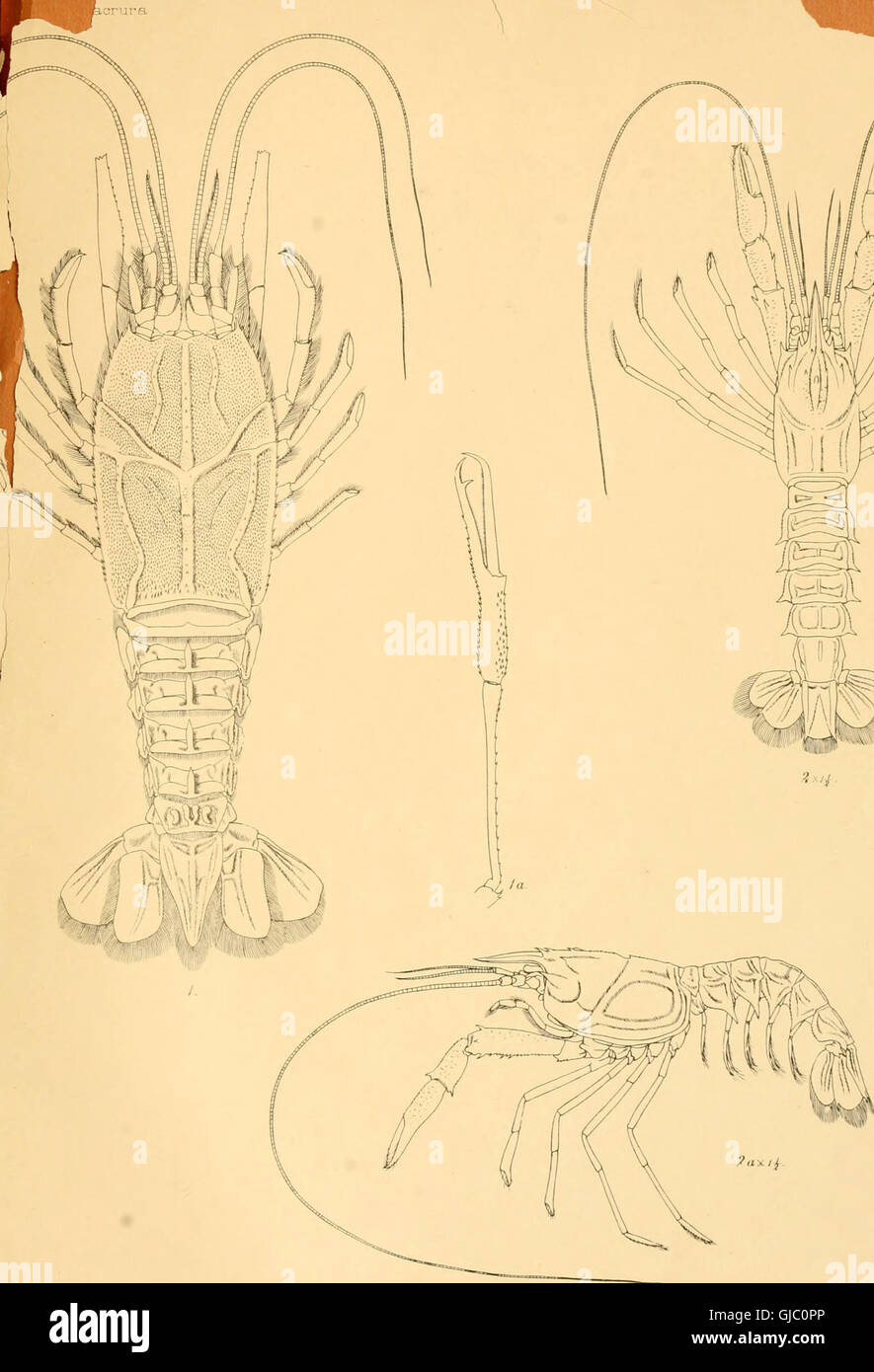 This 1901 catalogue details deep-sea crustaceans from the Indian Ocean ...