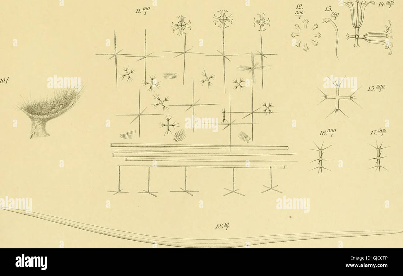 This 1902 account details the collection of Indian triaxonia, a type of ...