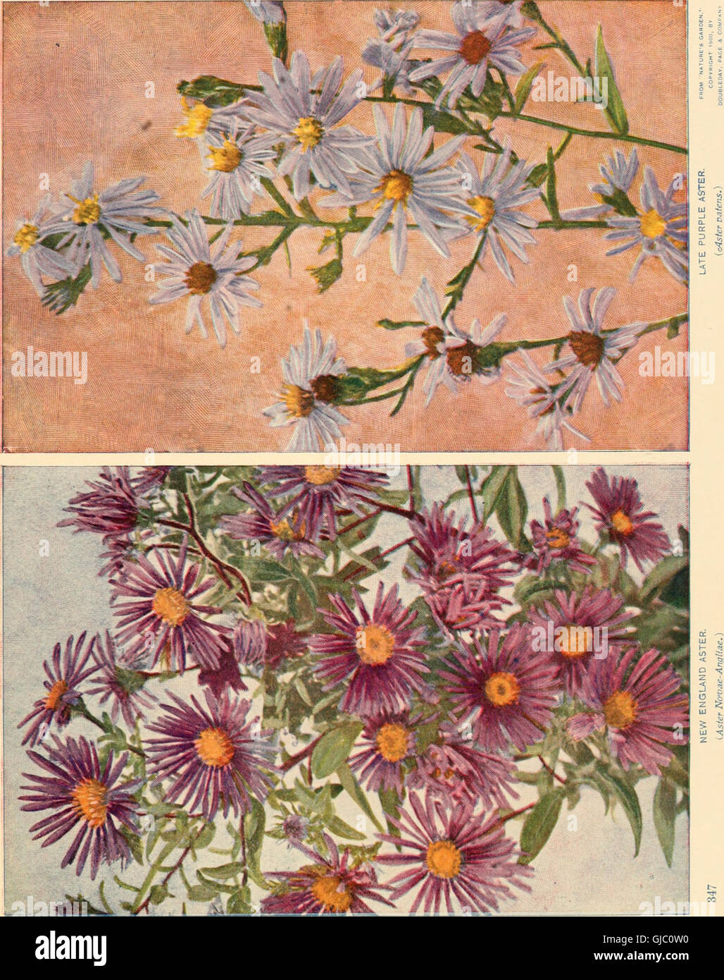 'Birds and Nature' (1900) is a periodical that explores various bird ...