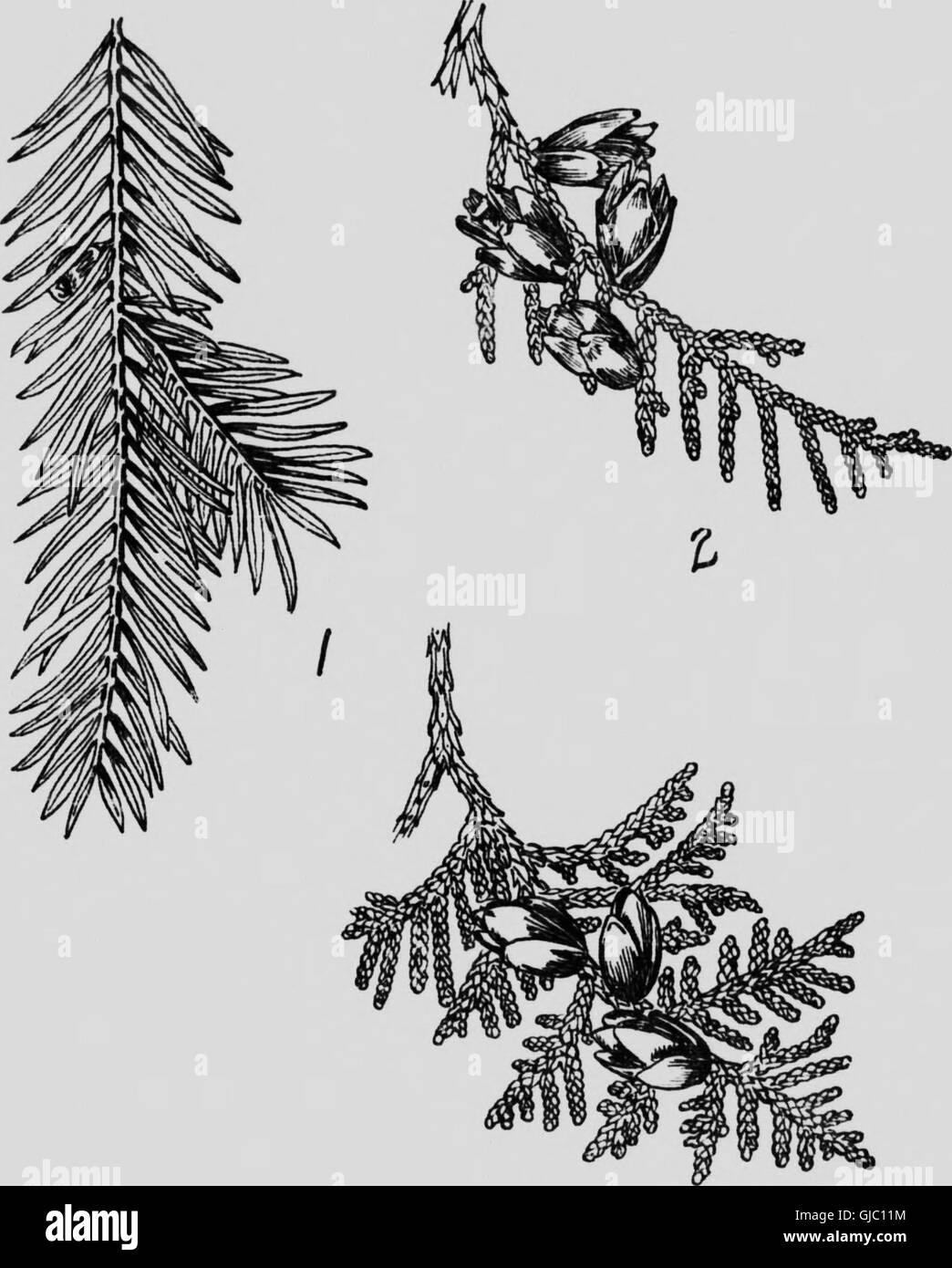 'Native Trees of Canada' (1917) is a comprehensive guide to the diverse ...