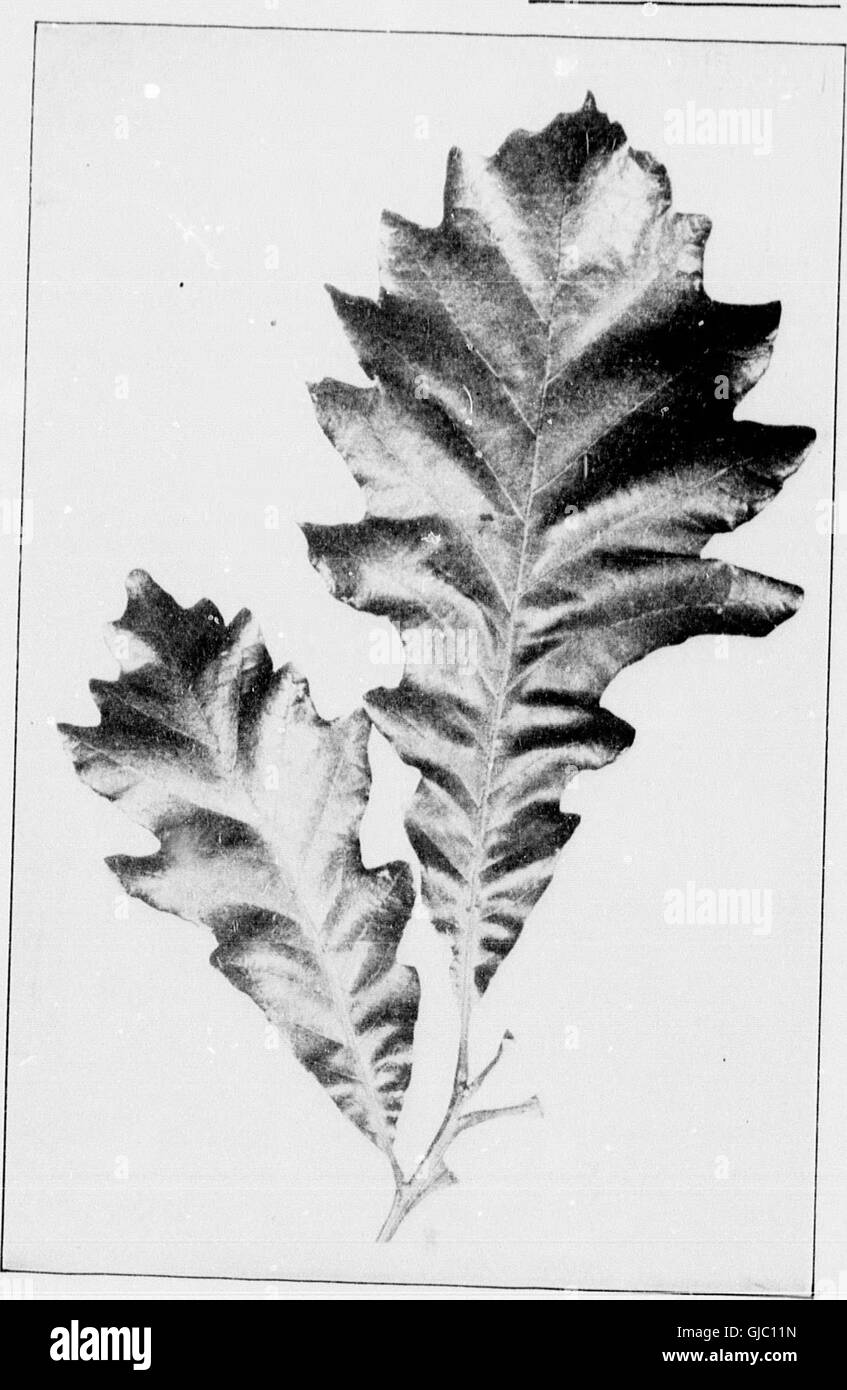 'Our Native Trees' (1900) offers a guide to identifying native trees ...