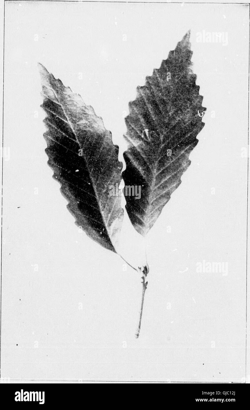 'Our Native Trees and How to Identify Them' (1900) is a botanical guide ...