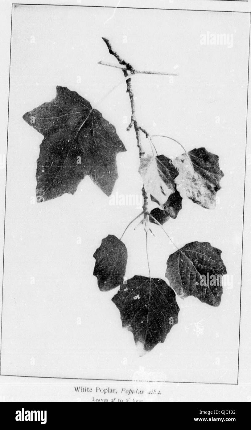 'Our Native Trees' (1900) is a comprehensive guide to identifying and ...