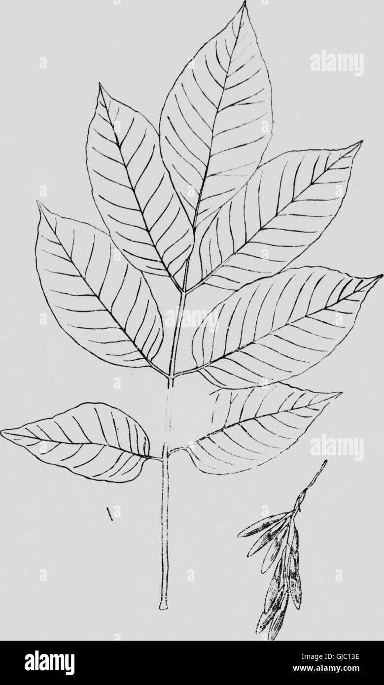 A 1917 work featuring detailed information on native trees of Canada ...