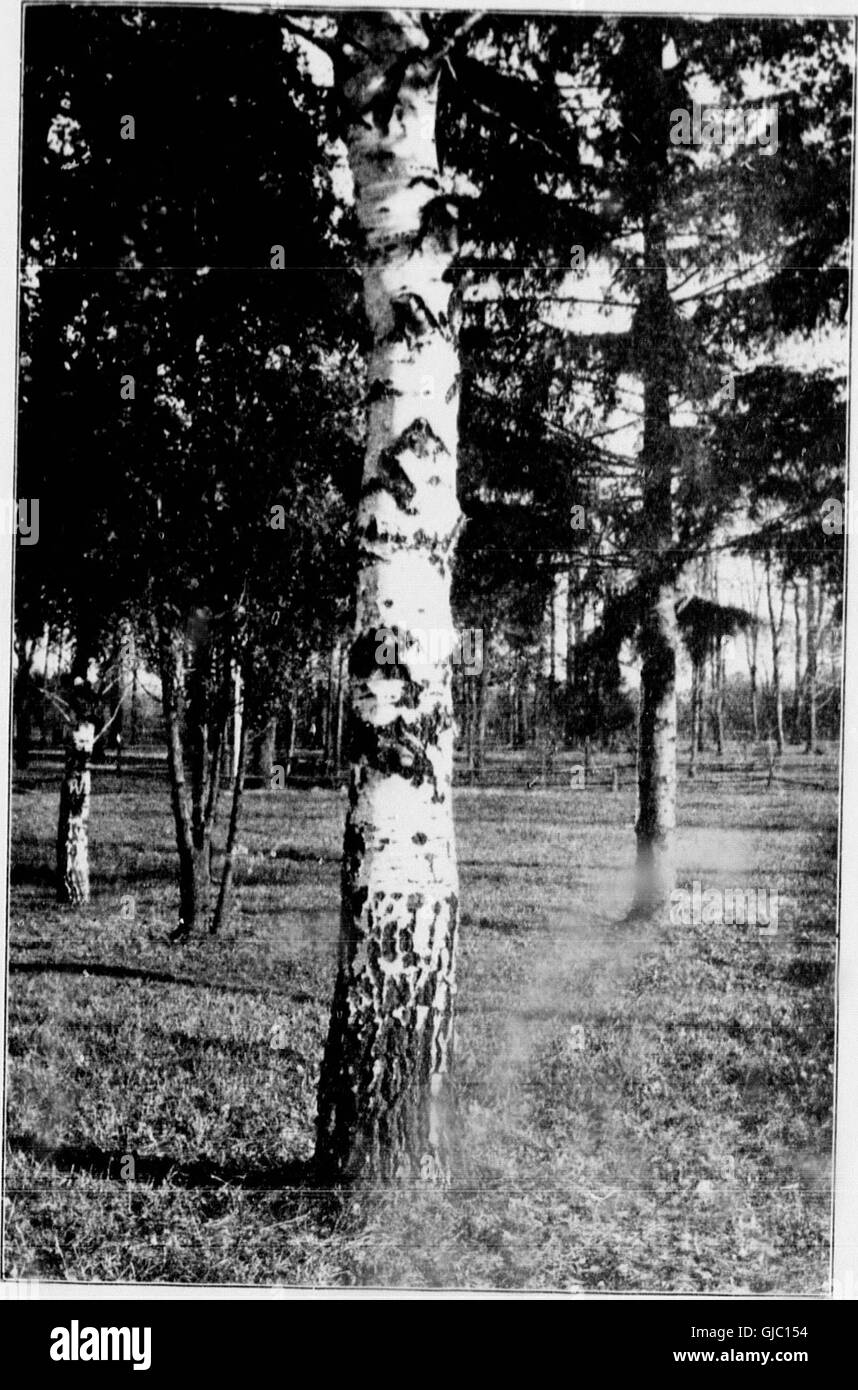 A guide to identifying native trees, focusing on their unique ...