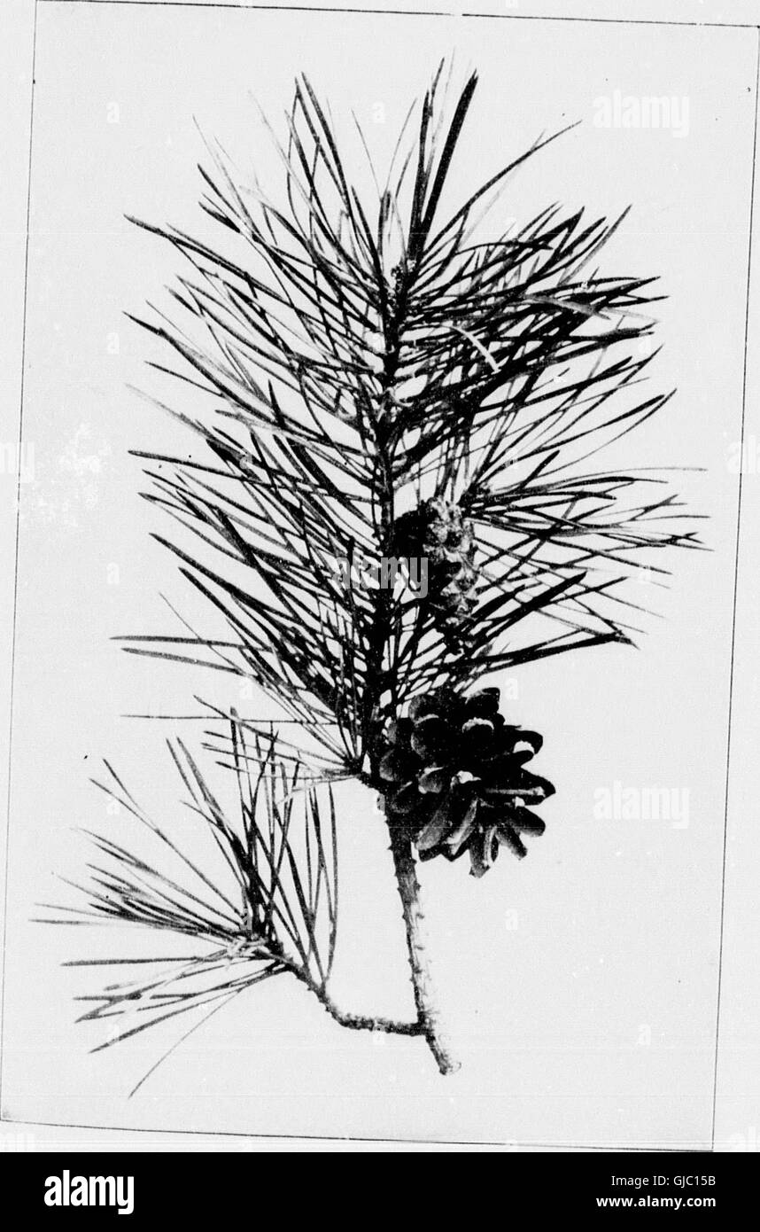 This work provides a comprehensive guide to identifying native trees in ...