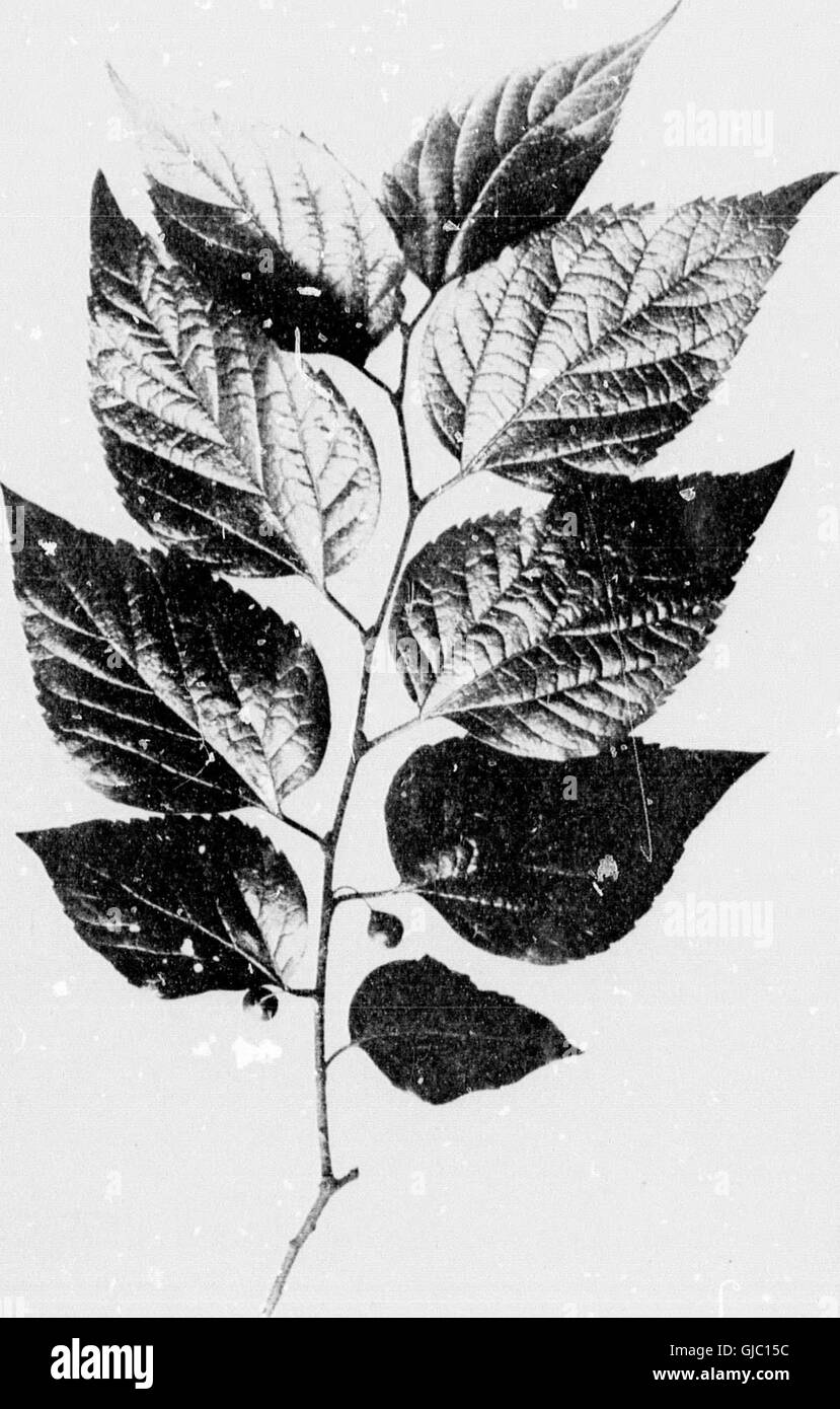 This work provides a guide to identifying native trees, focusing on ...