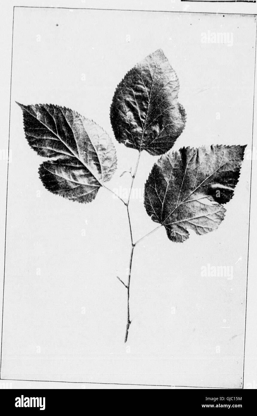 This 1900 work offers a popular guide to identifying native trees ...