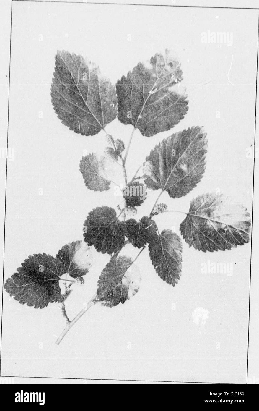 This 1900 work presents a detailed guide to identifying native trees ...