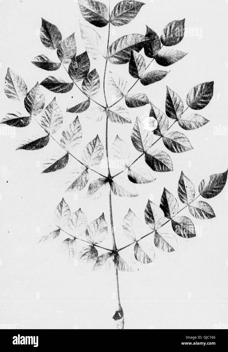 This 1900 guide offers a study of native trees in North America ...