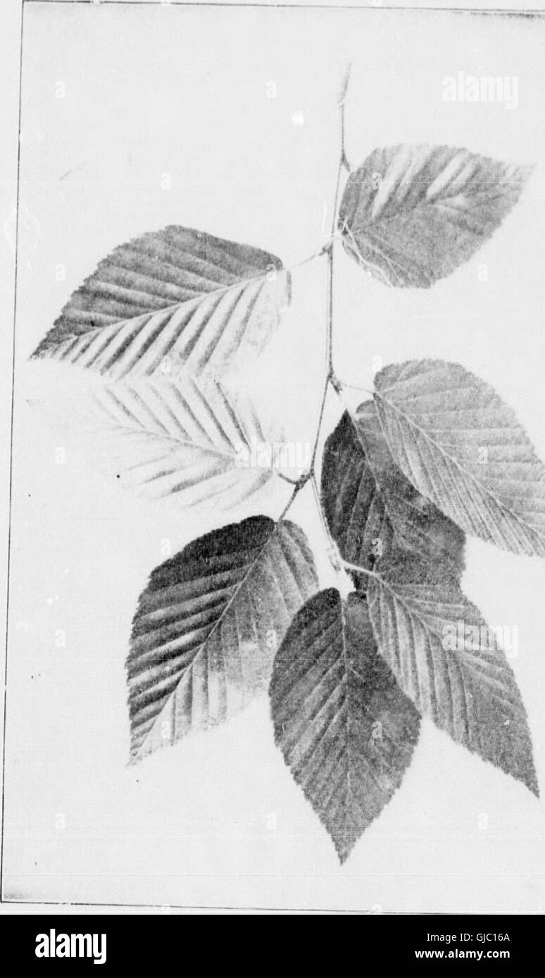 'Our Native Trees and How to Identify Them' (1900) is a popular guide ...