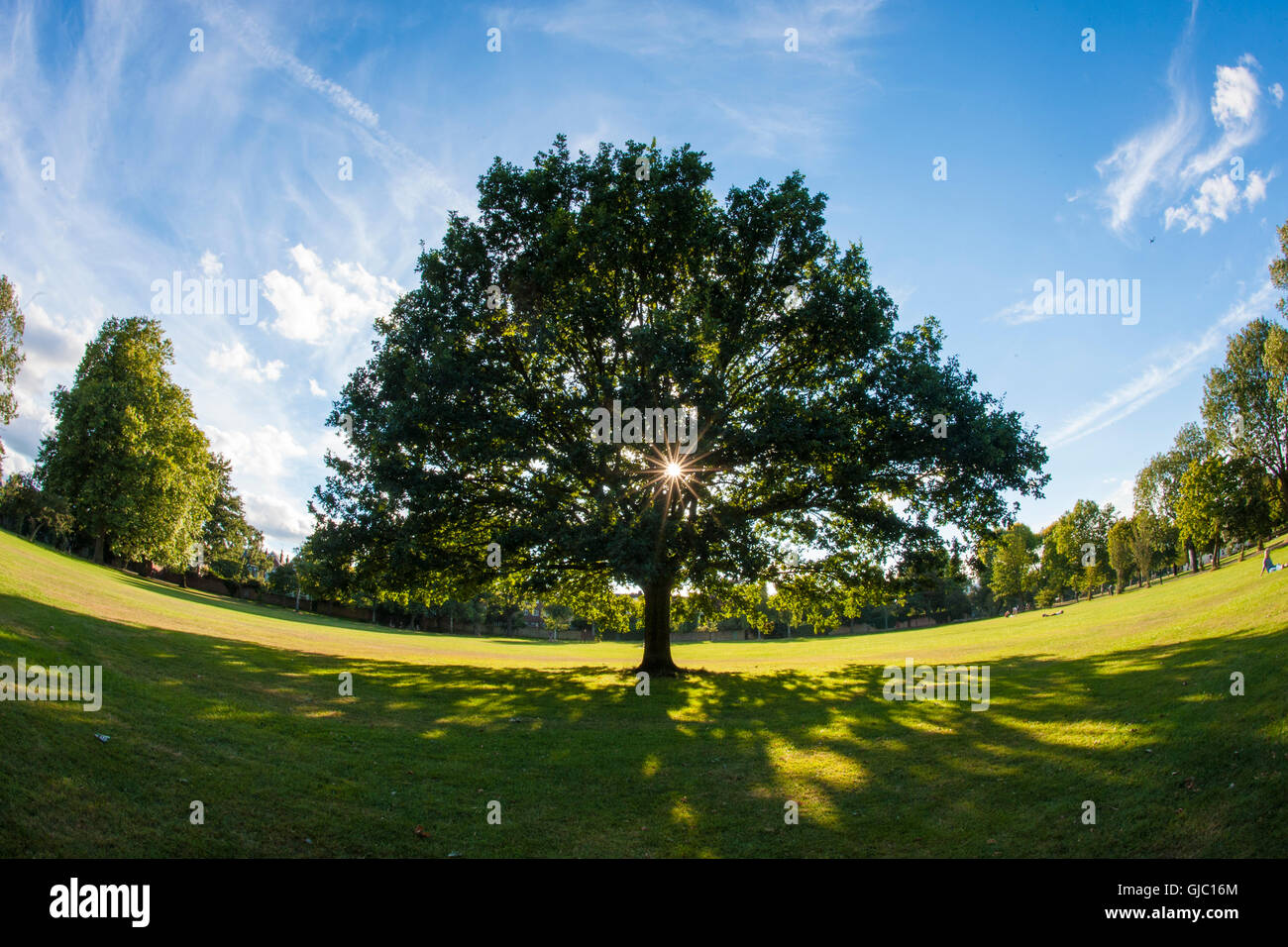 The old tree in the old london vertical hi-res stock photography and ...