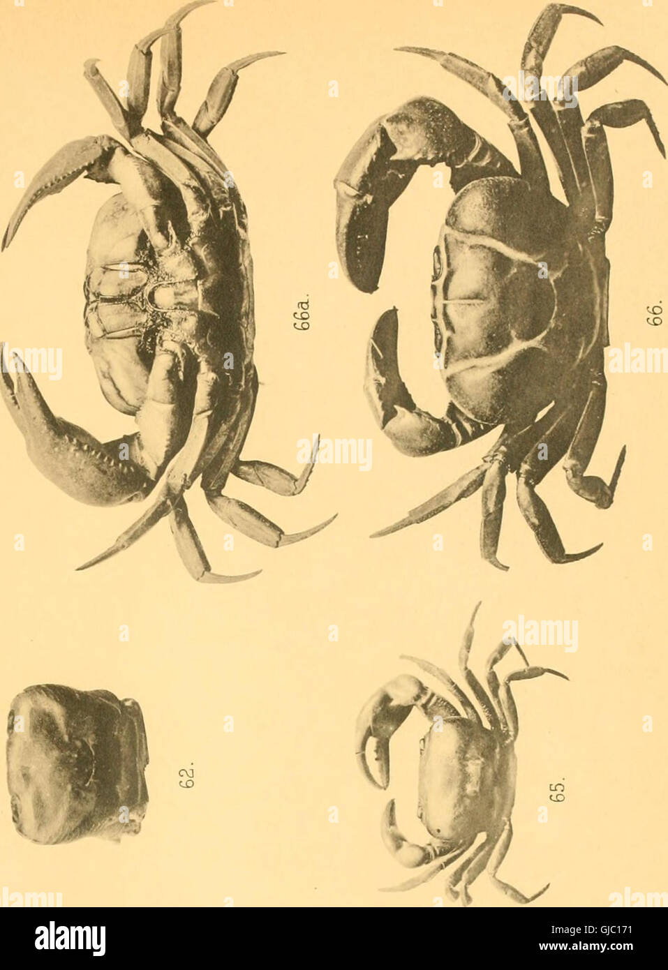 This 1901 catalogue lists the Indian decapod crustacea in the ...