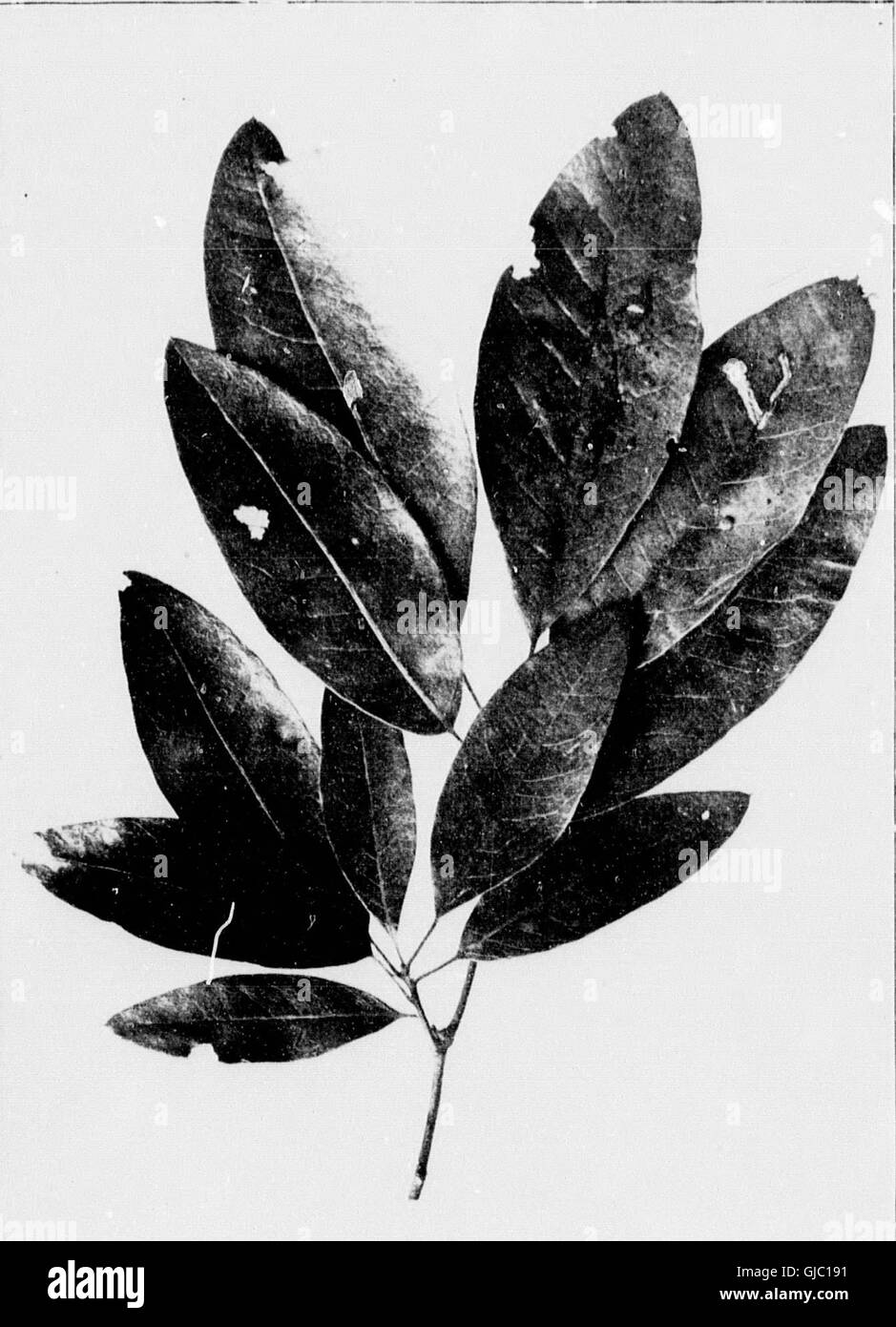 *Our Native Trees and How to Identify Them* (1900) is a guide that ...