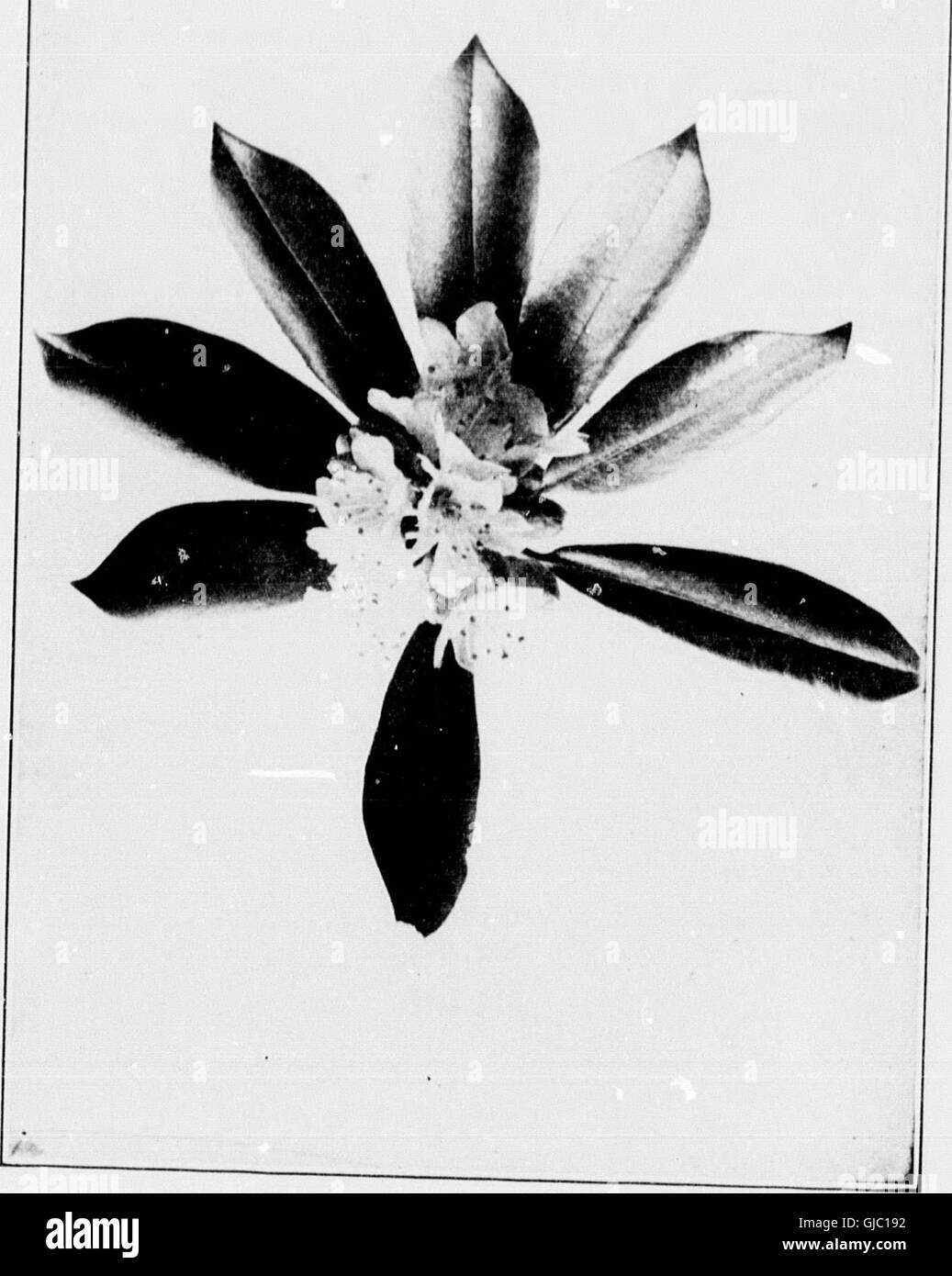 This 1900 study offers a guide to identifying native trees, focusing on ...