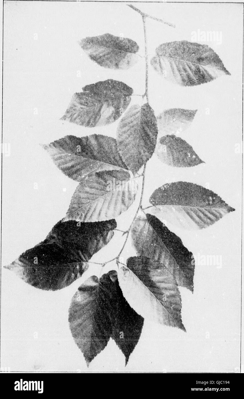 This 1900 publication offers a guide to identifying native trees ...